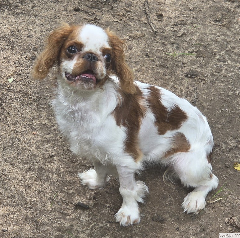 Nya Star English Toy Spaniels: Affurmations Talkin to Angels at NyaStar
